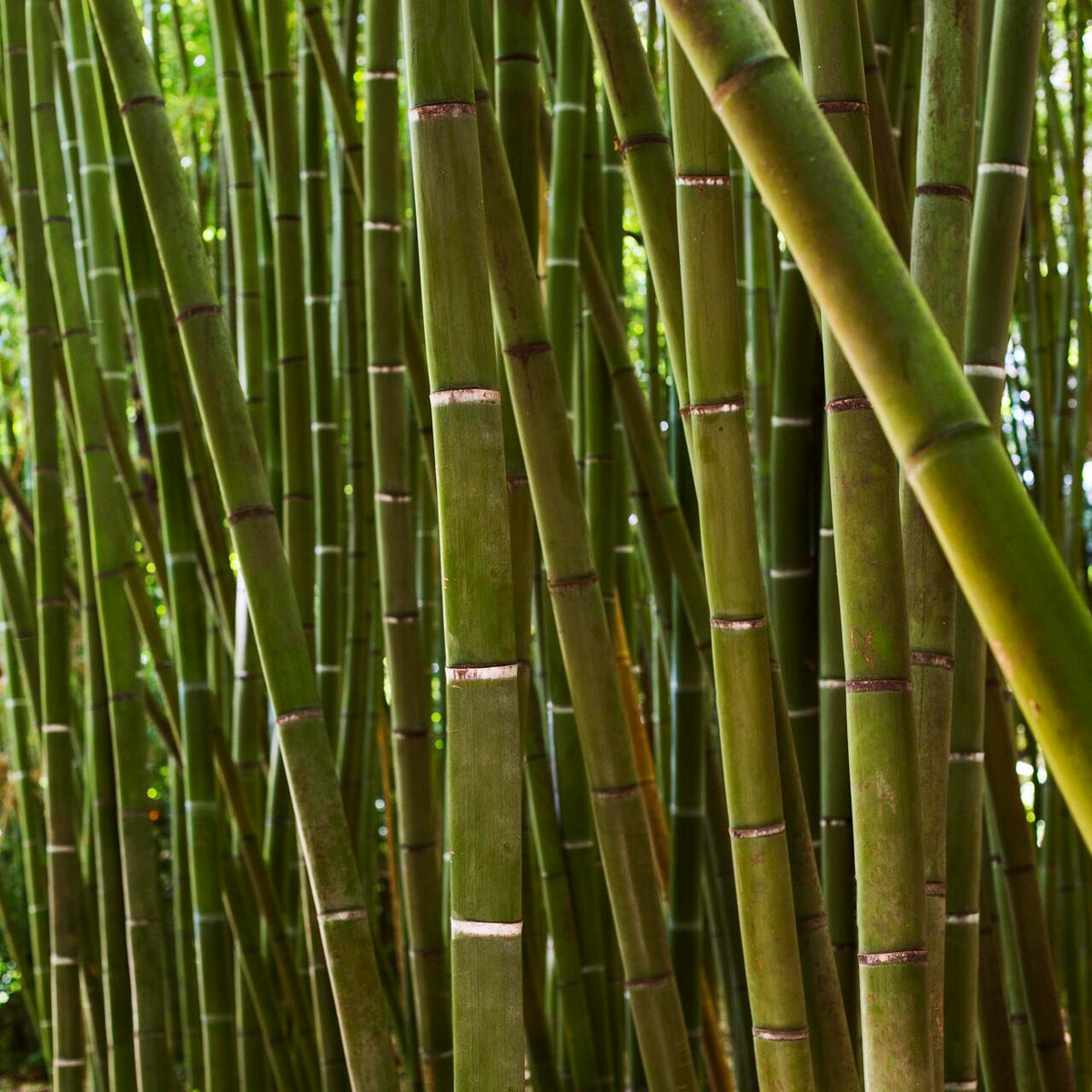 Nature's Blueprint: Biomimicry with Bamboo at Bamboostan